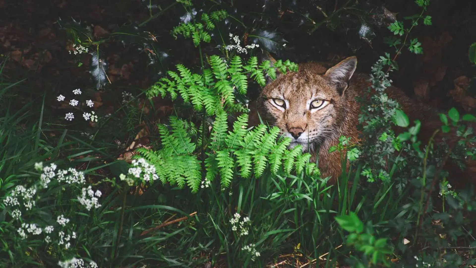 El espectacular parque de animales del Pirineo aragonés a un paso de la ...