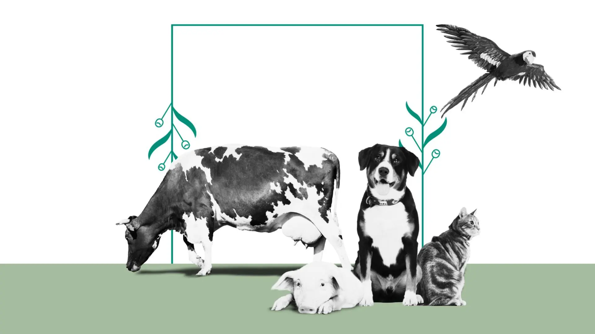 Resumen de la Ley de Bienestar Animal: lo que entra en vigor y lo que no