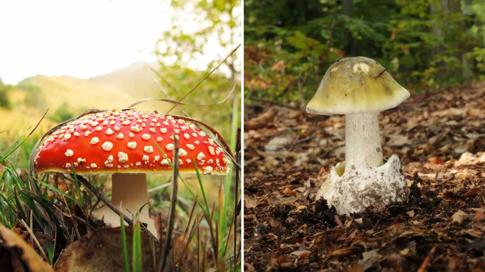 Estas son las setas venenosas más comunes en Aragón y cómo diferenciarlas