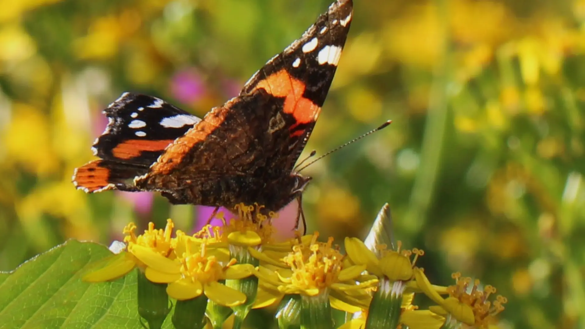Migratio: el poder de la ilusión viaja con las mariposas migratorias