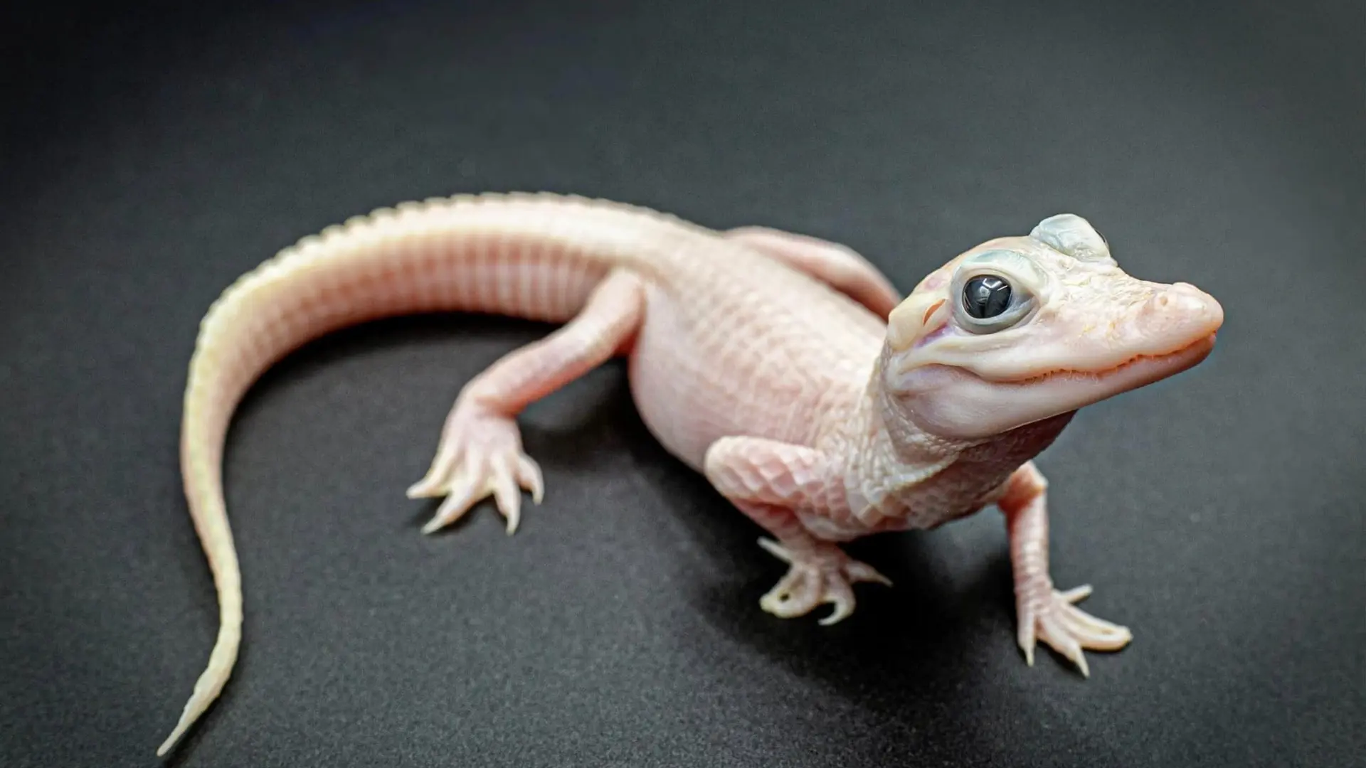 El nacimiento de un caimán de color rosado sorprende en un parque ...