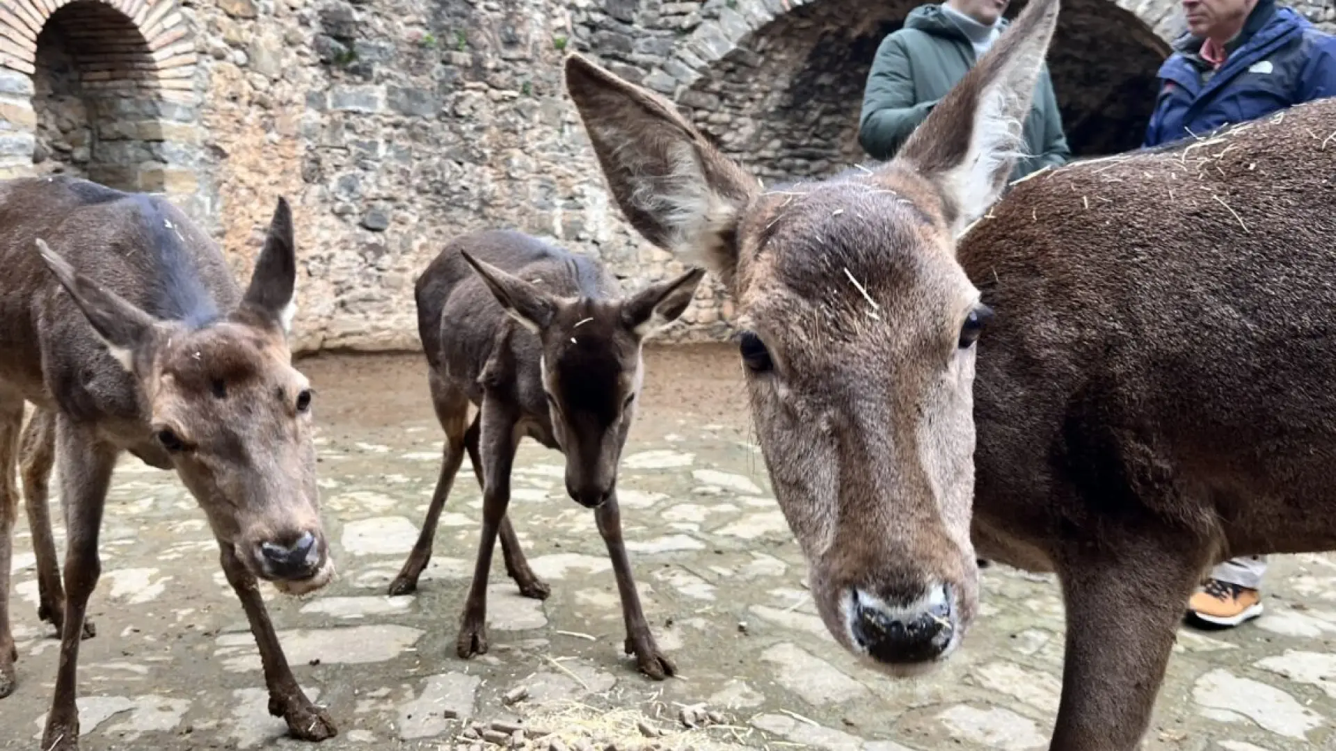 La Ciudadela de Jaca celebra este año el 50 aniversario de la llegada ...