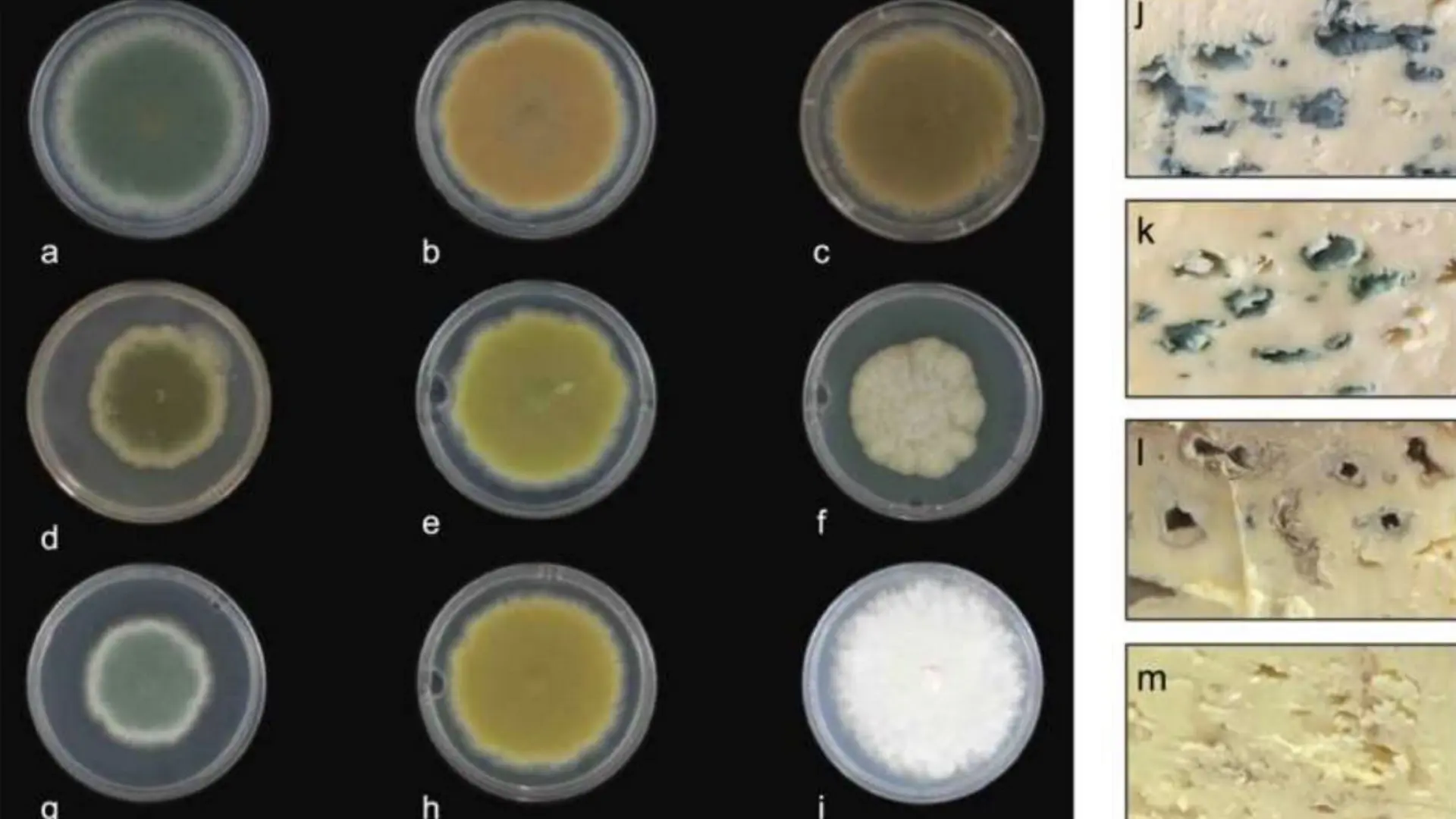 El queso azul ya puede producirse con otros colores