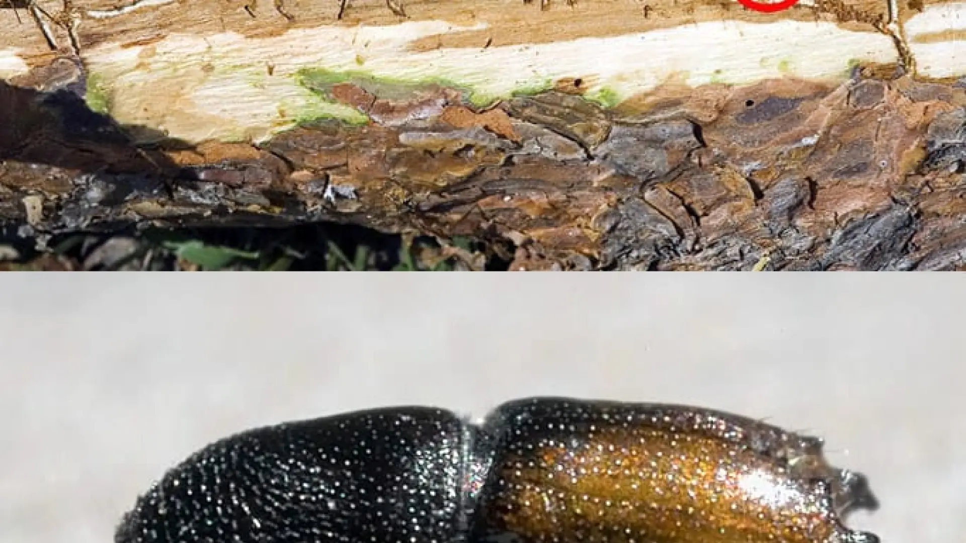 El insecto que amenaza los bosques de pino silvestre y el negocio de la ...