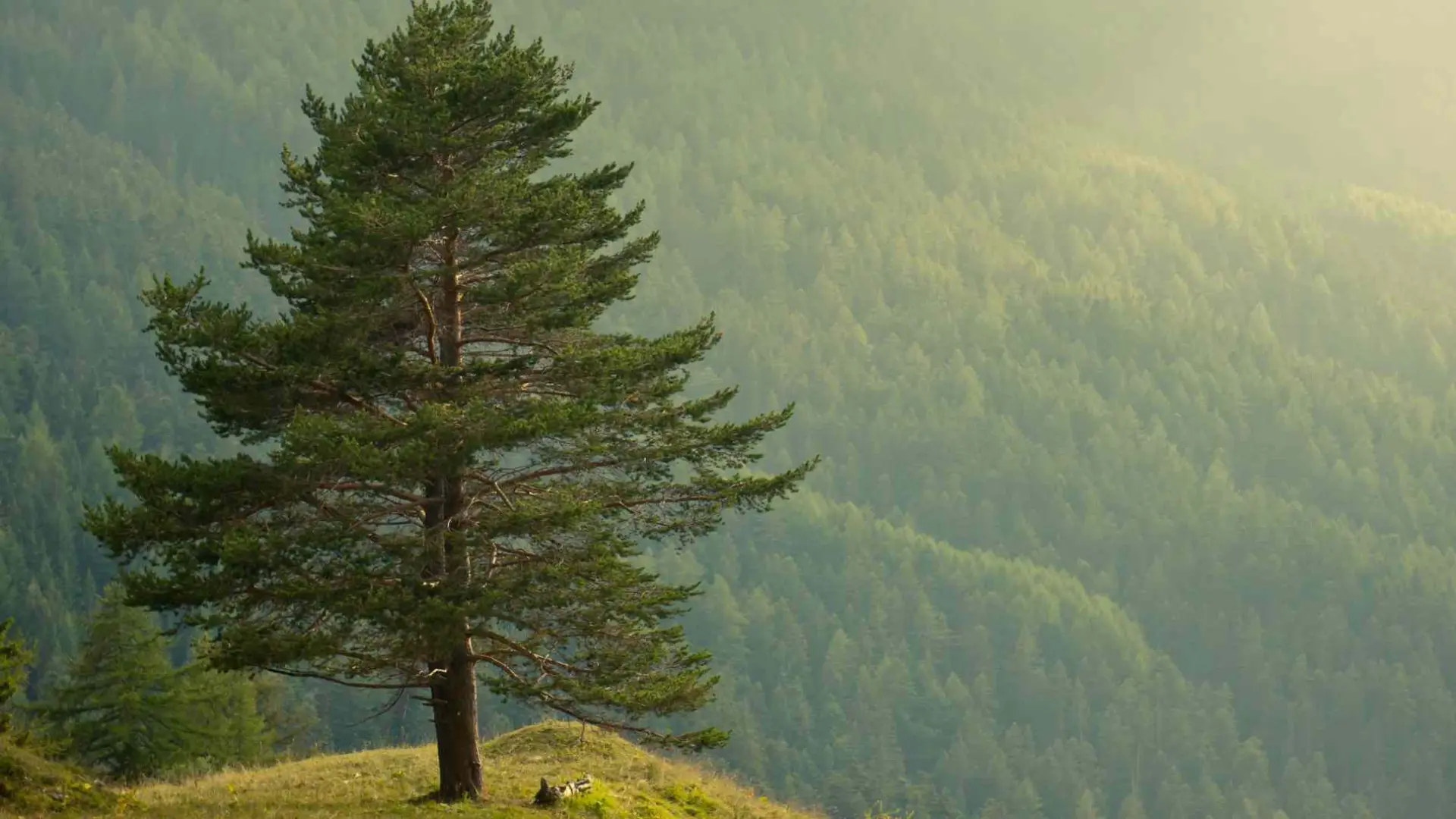 El 'quinto pino' existió de verdad y la ubicación sorprenderá a más de uno