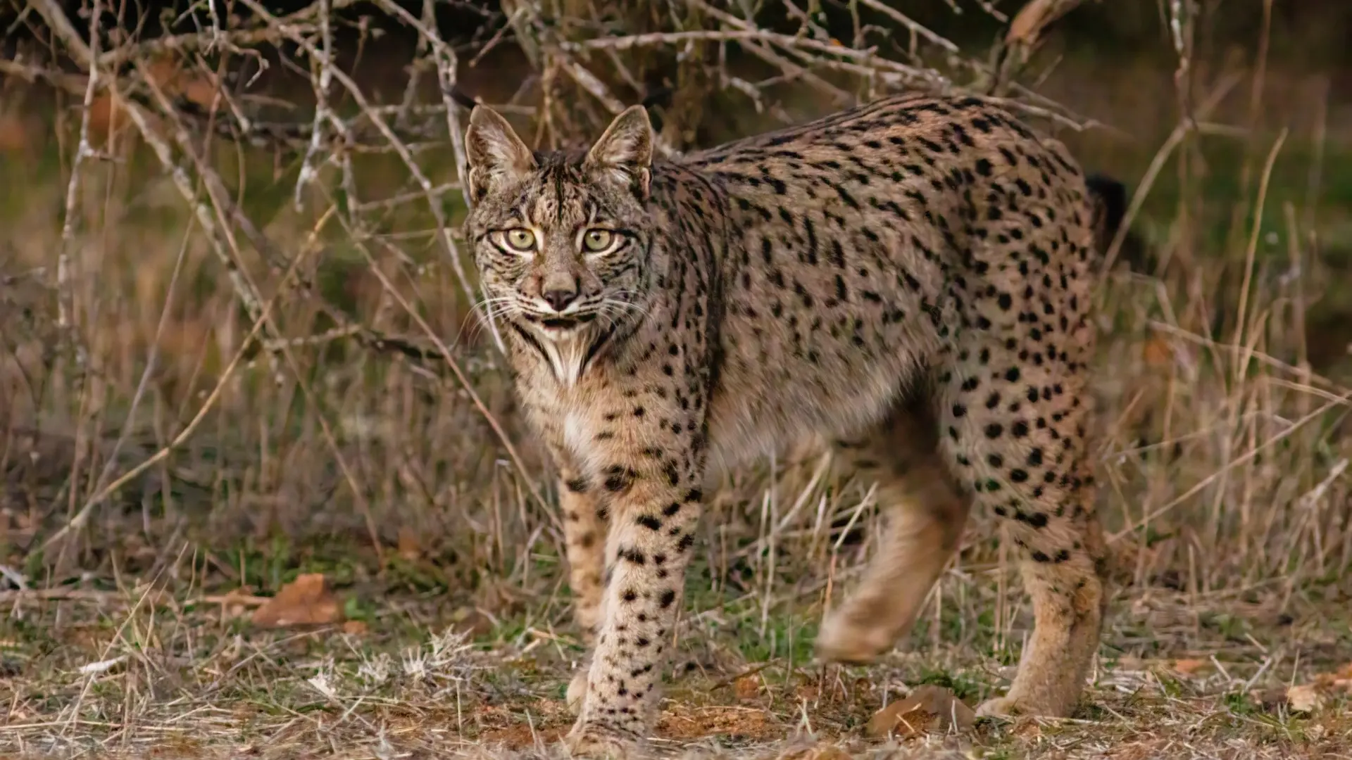 El mapa de la reintroducción del lince en Aragón: 29 municipios y ...