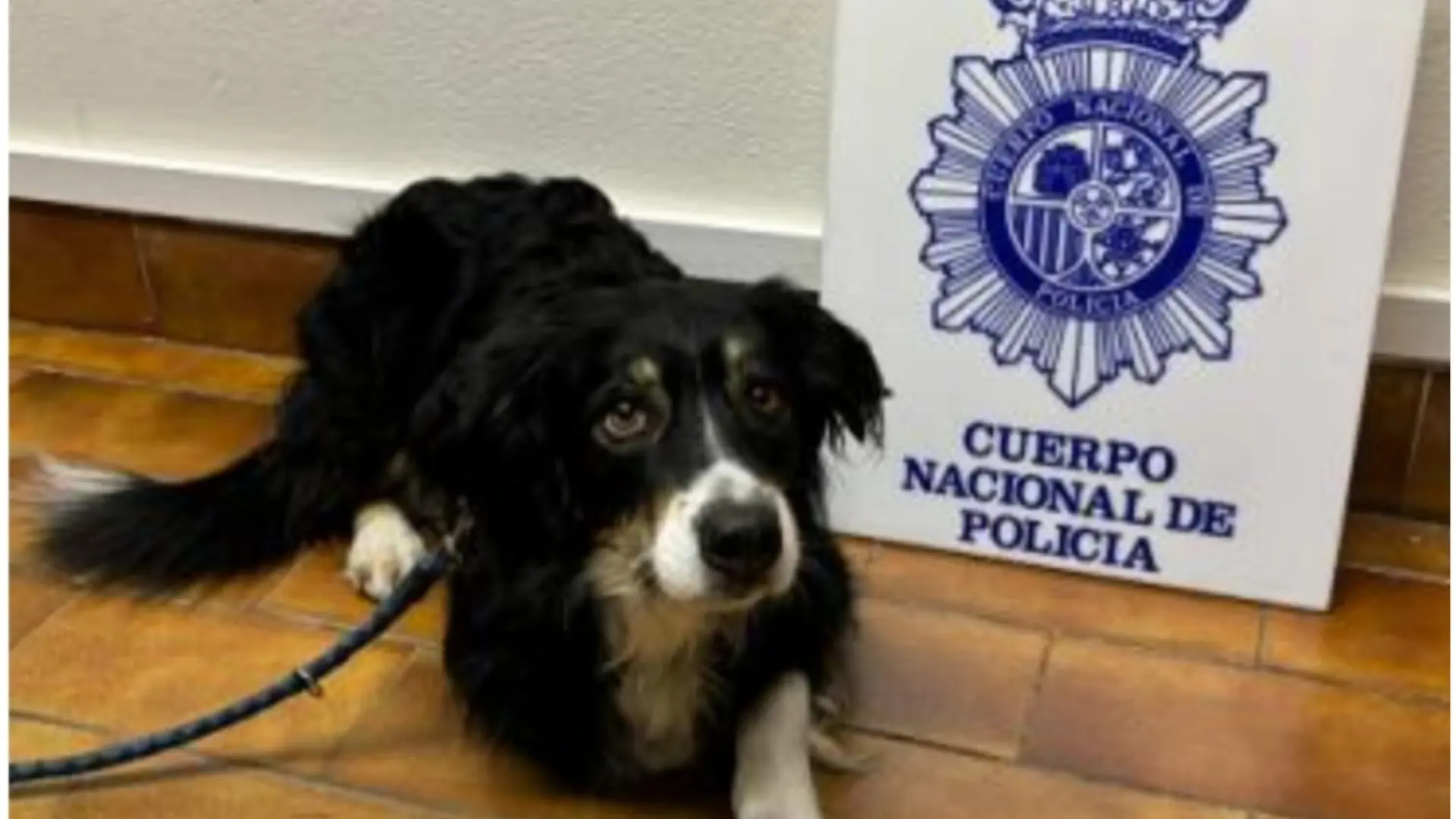 La Policía detiene a un hombre por robar un perro a unos turistas ...