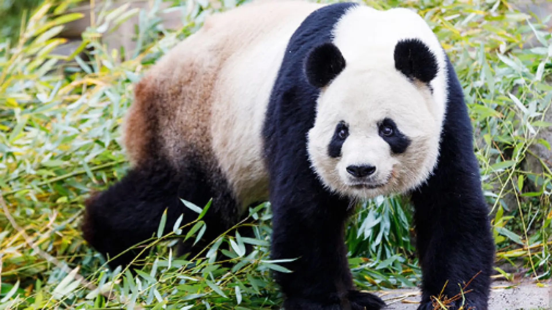 China enviará a España una nueva pareja de pandas el próximo lunes, 29 ...