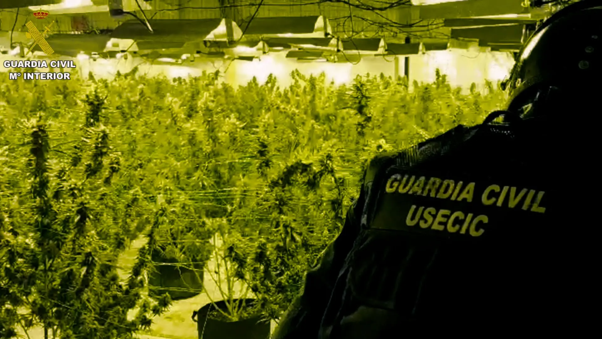 Desmantelan dos plantaciones de marihuana en una granja y una nave del Bajo Cinca