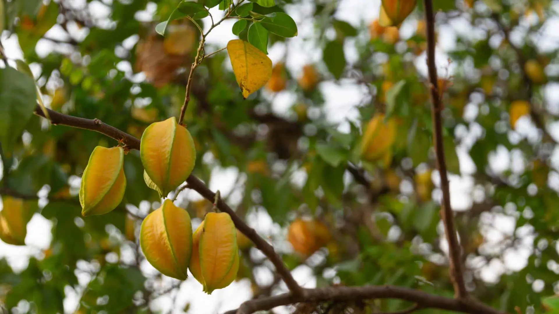 El superalimento bajo en calorías, rico en fibra y con propiedades ...