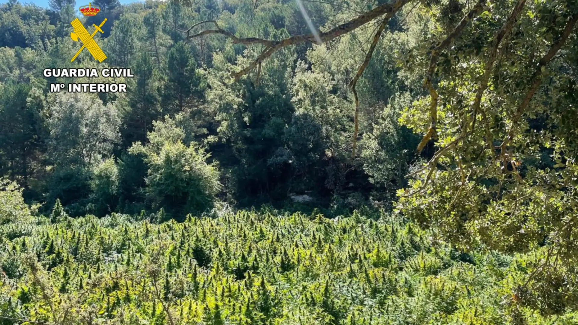 Desmantelan una plantación de marihuana con más de 2.000 plantas en una finca rural de Biel