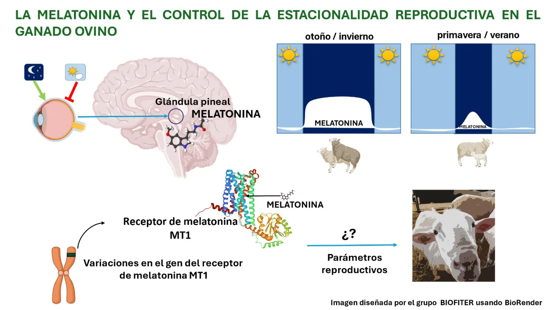 El papel de la melatonina en la reproducción animal