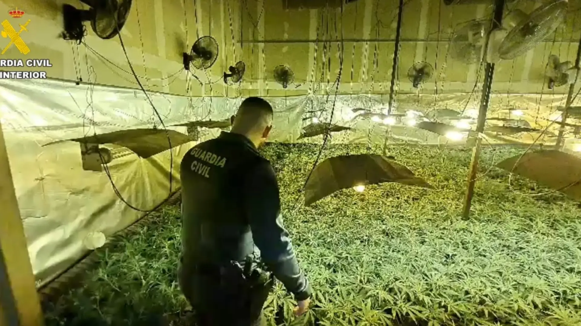 A prisión por cultivar marihuana a gran escala en una nave industrial de Fraga