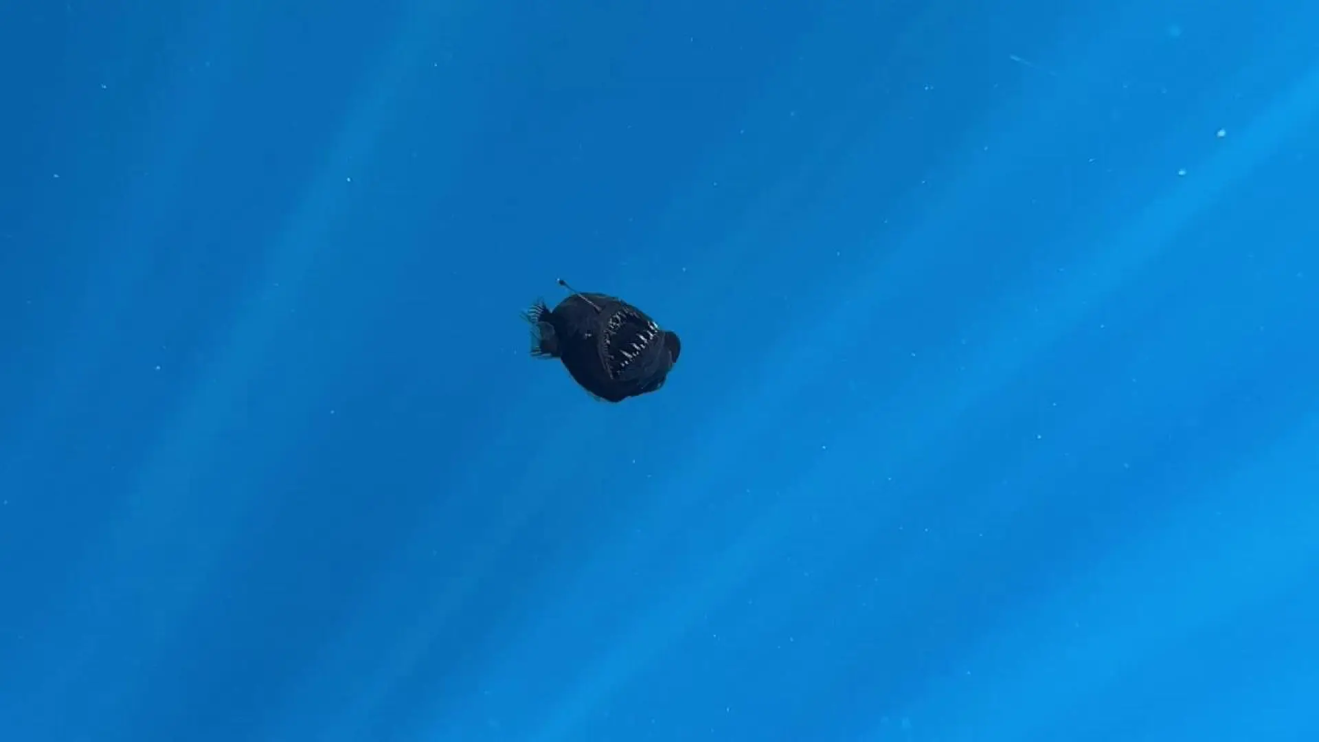 Avistan un pez diablo negro, o rape abisal, a plena luz del día cerca ...