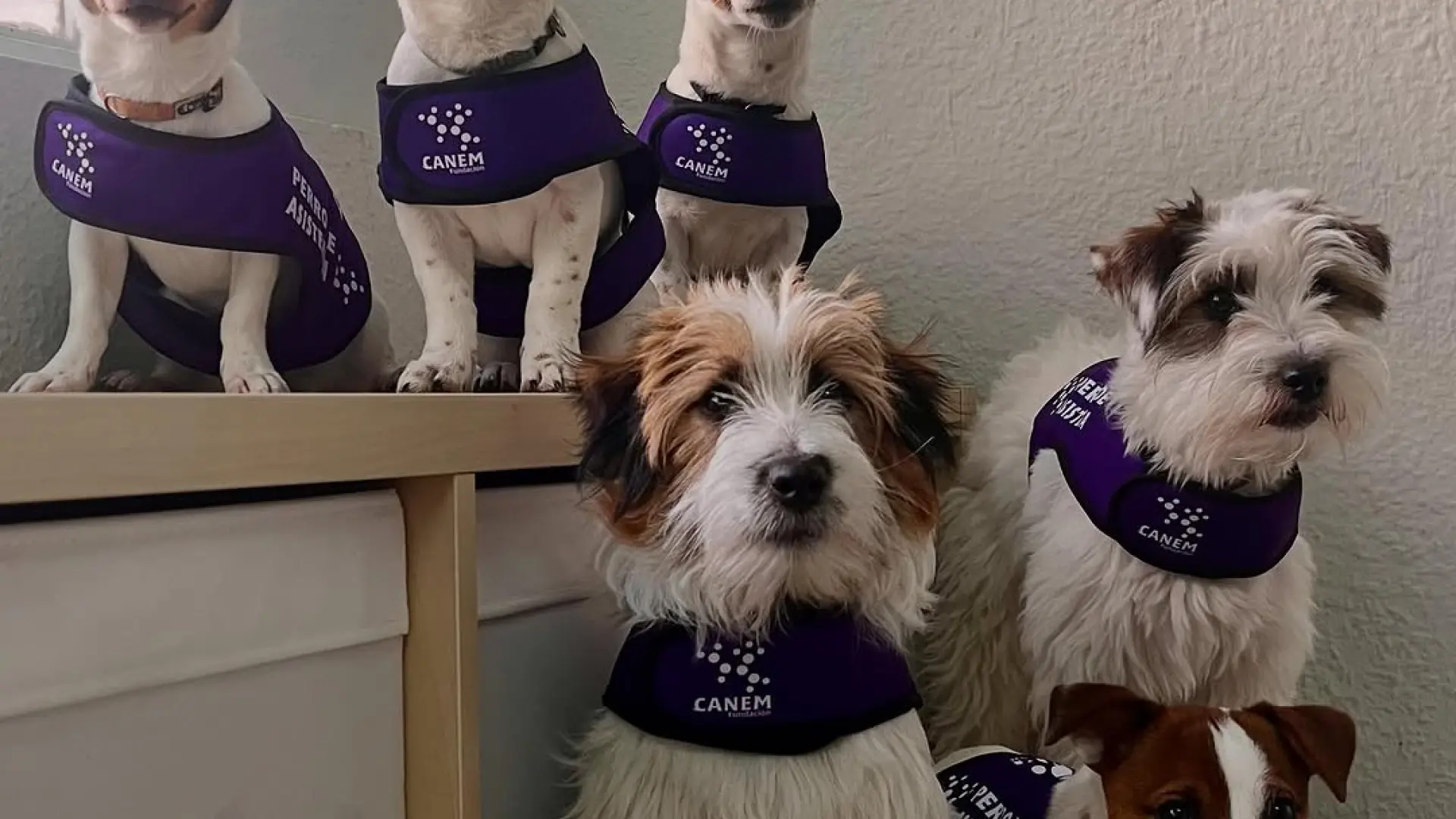 Perros de alerta médica: más rápidos y seguros que cualquier tecnología