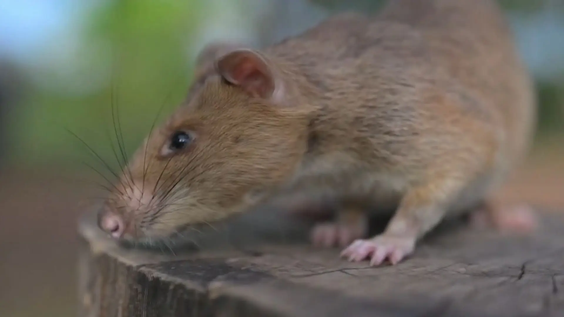 Esta es la rata gigante que bate un récord Guinness localizando minas ...