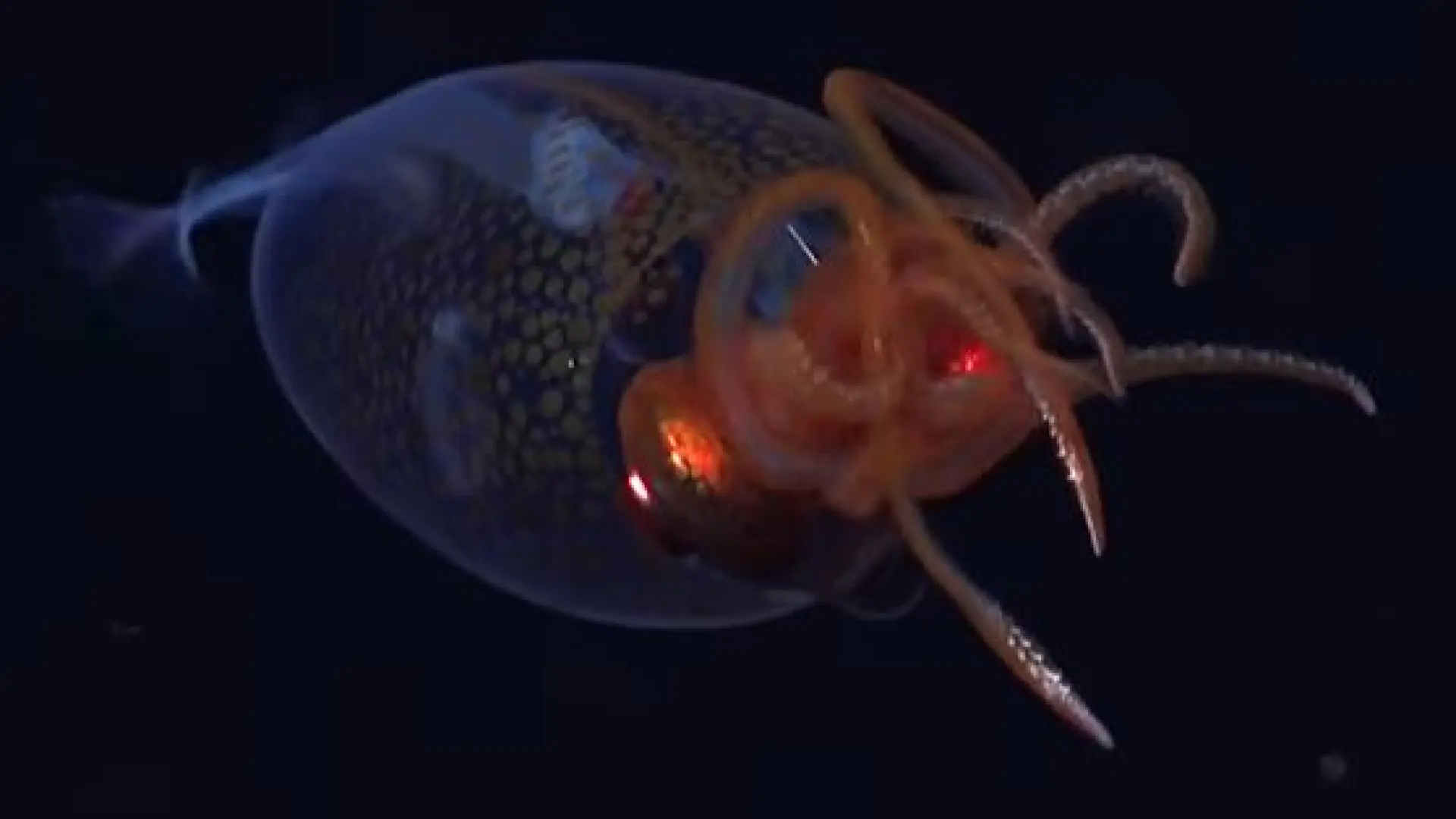 Primeras imágenes en vivo del llamado calamar colosal, que puede medir ...