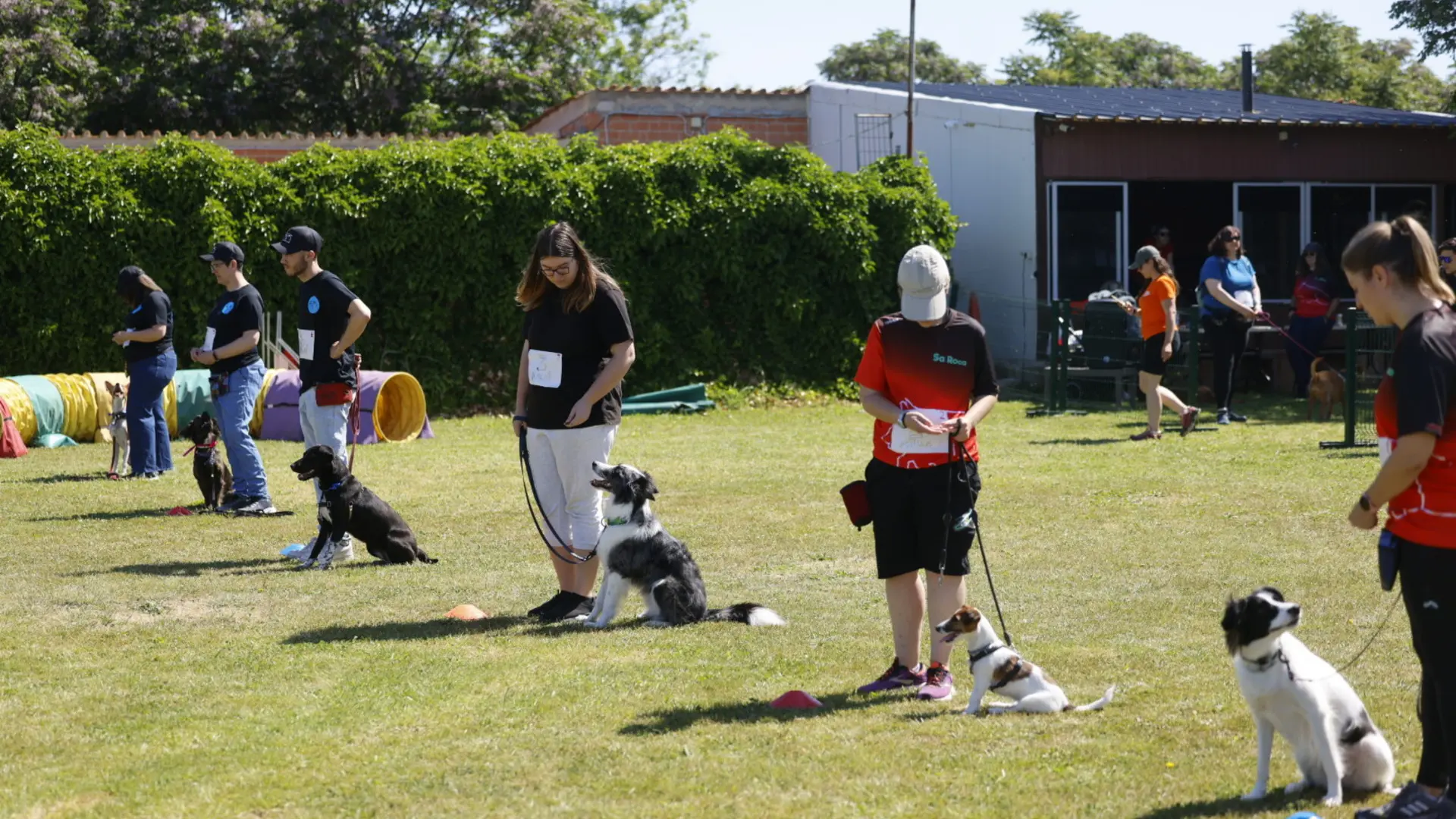 Concurso canino en Zaragoza para elegir a los perros más obedientes ...