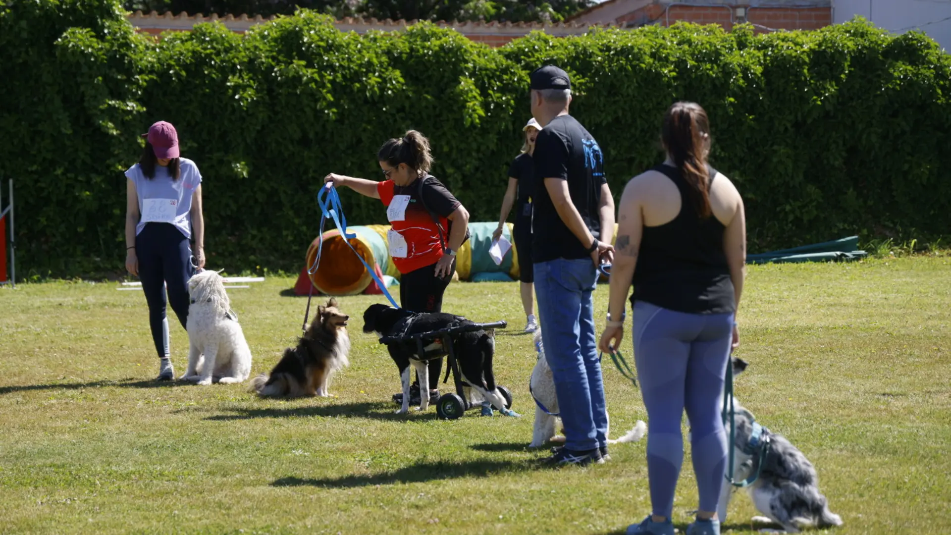 Fotos | Concurso canino en Zaragoza para elegir al perro más guapo ...
