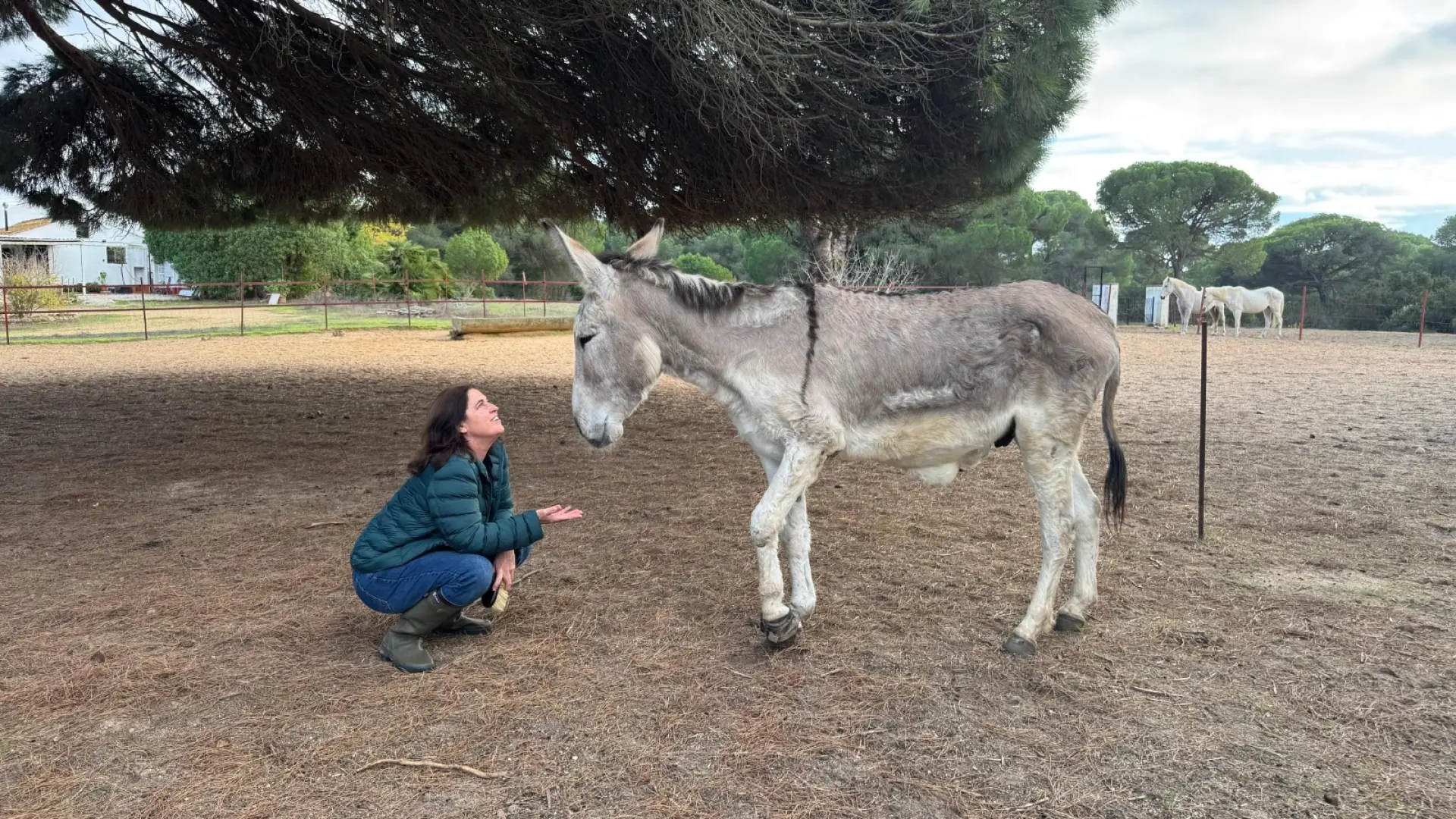 Polémica por la eutanasia de un burro: "Si está luchando por vivir ...