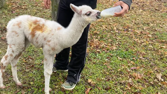 Granja Aventura cuenta con su primer huarizo, un cruce entre una llama ...