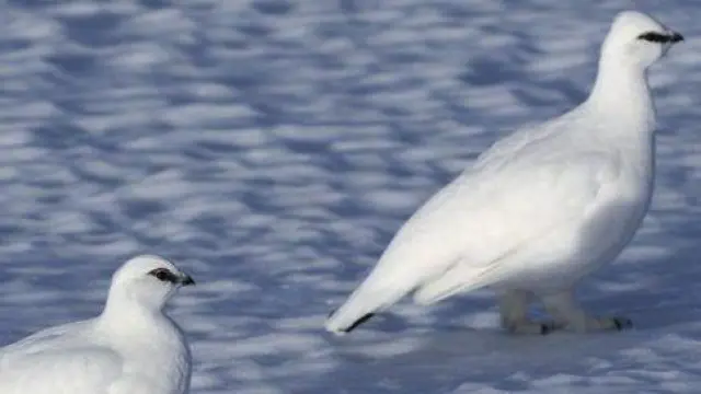 Un estudio establece el primer censo de perdiz nival en el Pirineo