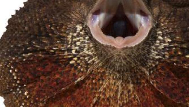 Así se crea el collar desplegable del clamidosaurio