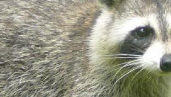 Localizado un mapache muerto en la N-232 junto a la localidad de Quinto