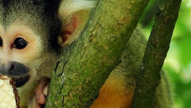 Dientes fósiles desvelan que los primates prehistóricos eran golosos y ...