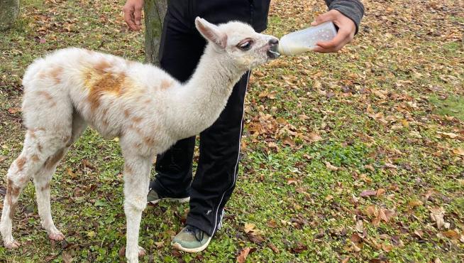 Granja Aventura cuenta con su primer huarizo, un cruce entre una llama ...
