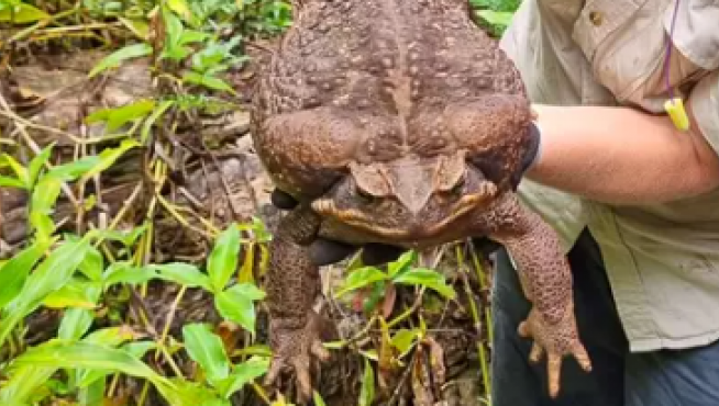 Así es 'Toadzilla', el "monstruoso" sapo de casi tres kilos hallado en ...