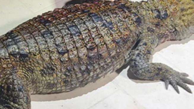 Encuentran un caimán de 95 centímetros en una balsa en Toledo