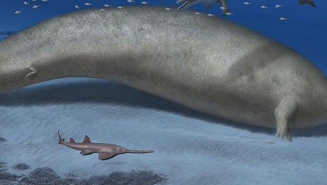 Descubren en Perú restos del animal más grande de todos los tiempos