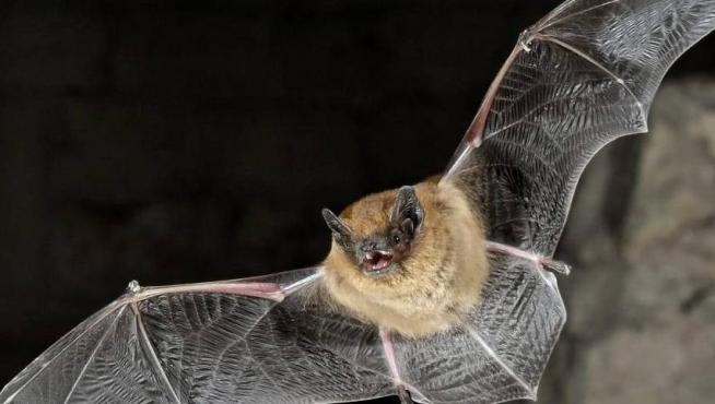 La actividad de los murciélagos se reduce en las granjas solares