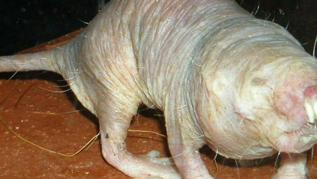 La rata topo desnuda podría ayudarnos a vivir más años y a esquivar el ...