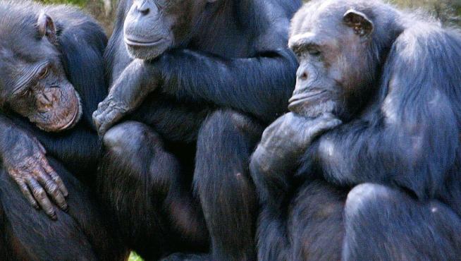 Los simios tienen gran memoria social