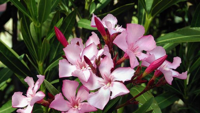 ¿Da mala suerte tener una adelfa en el jardín?