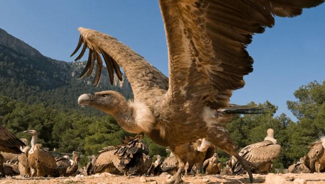 Los buitres celebran su día con más efectivos a pesar de las amenazas