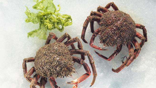 Centollo, un bocado con mucho sabor marino