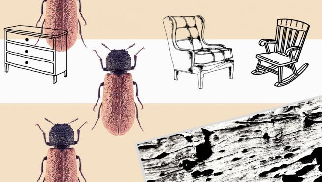 Carcoma: cómo entra en la madera y consejos para eliminarla