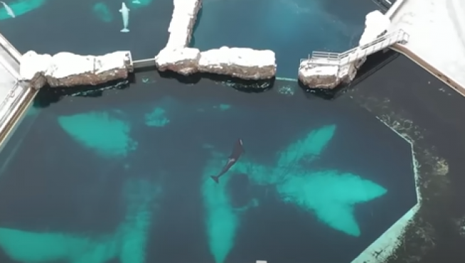 Así es la vida de Kiska, la orca más aislada del mundo