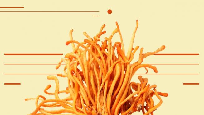 Qué es el hongo cordyceps y qué probabilidades hay de contagio