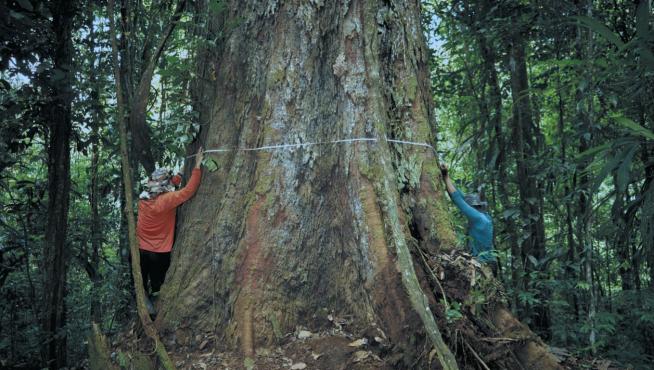 El coloso del Amazonas tiene cuatro siglos de vida