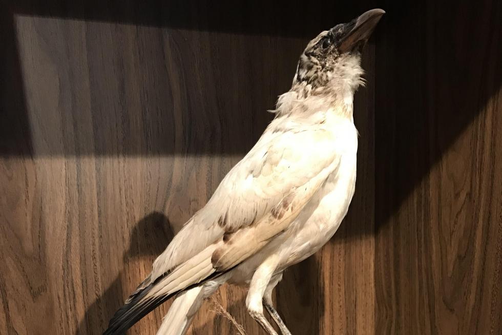 Fotos: Animales albinos (o leucinos) en Aragón | Imágenes