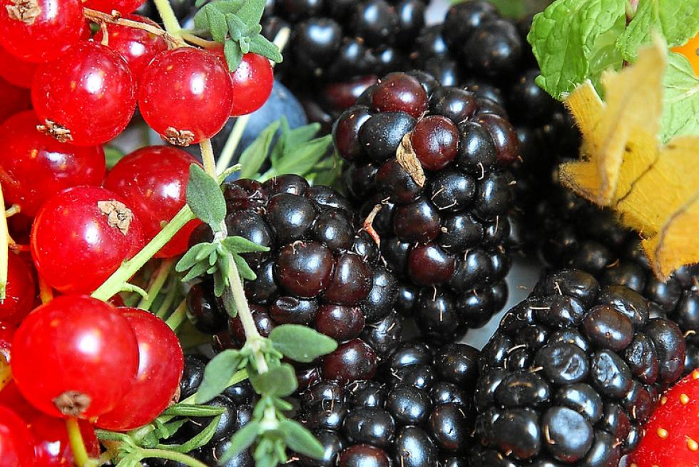 Fotos: Moras | Imágenes