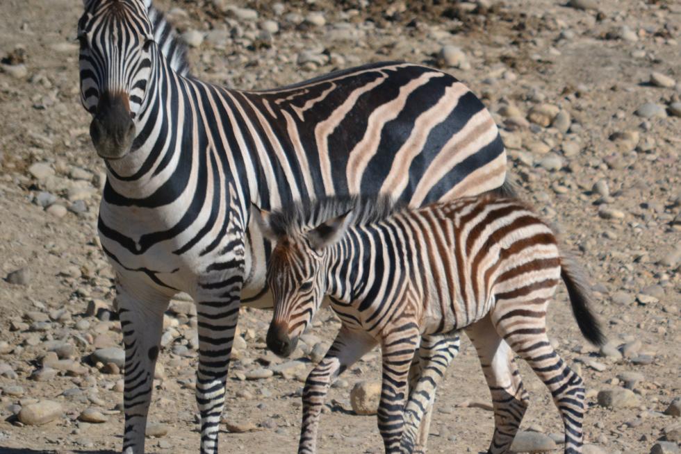 Fotos: Nacen dos cebras de Burchell en el parque de Sendaviva | Imágenes