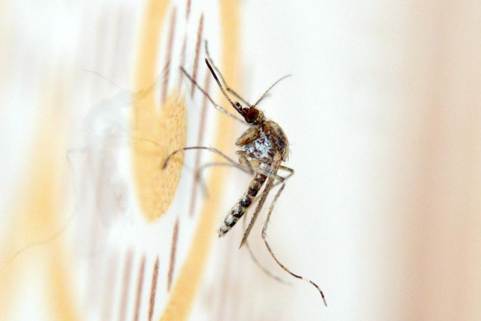 Fotos: Galería: los insectos voladores que más te pican | Imágenes