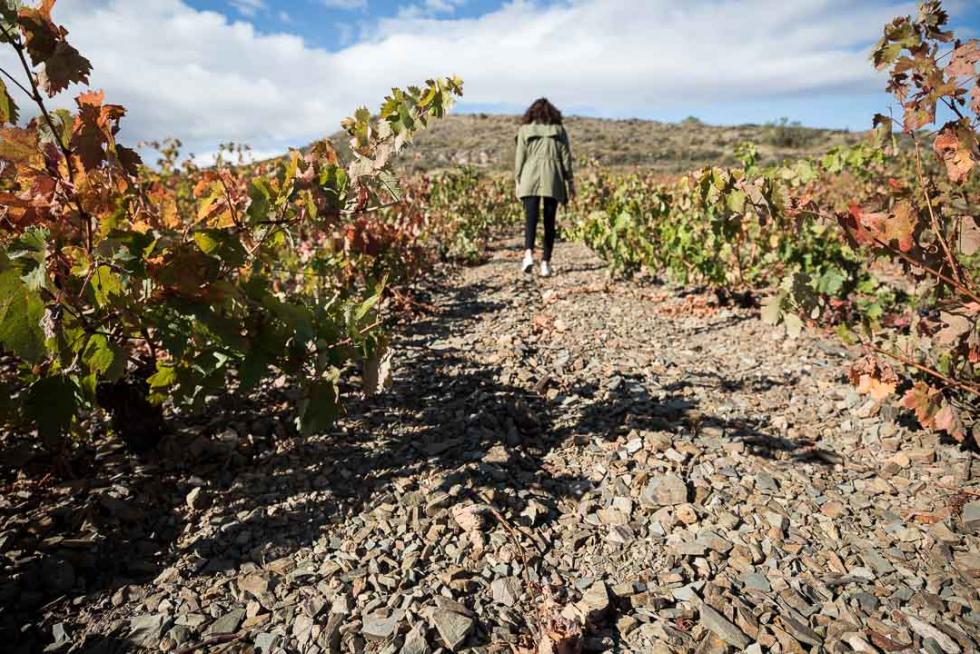 Fotos: Fotos de Bodegas Paniza | Imágenes