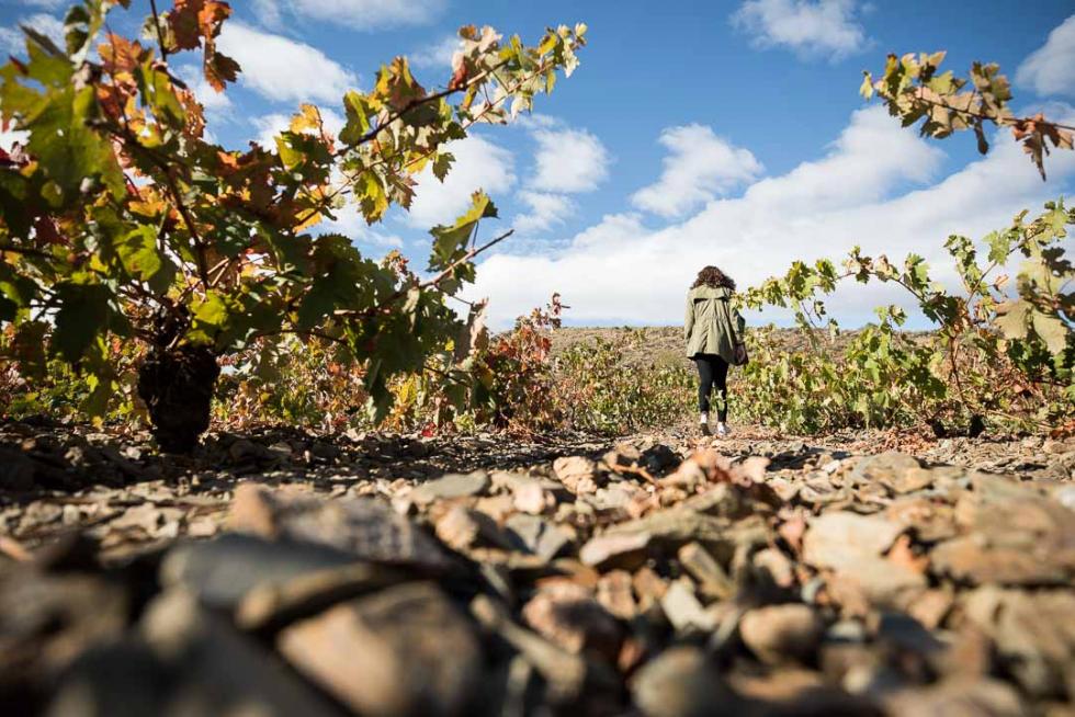 Fotos: Fotos de Bodegas Paniza | Imágenes