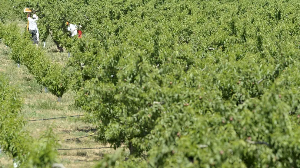 Una campaña dulce para la producción de fruta en Aragón